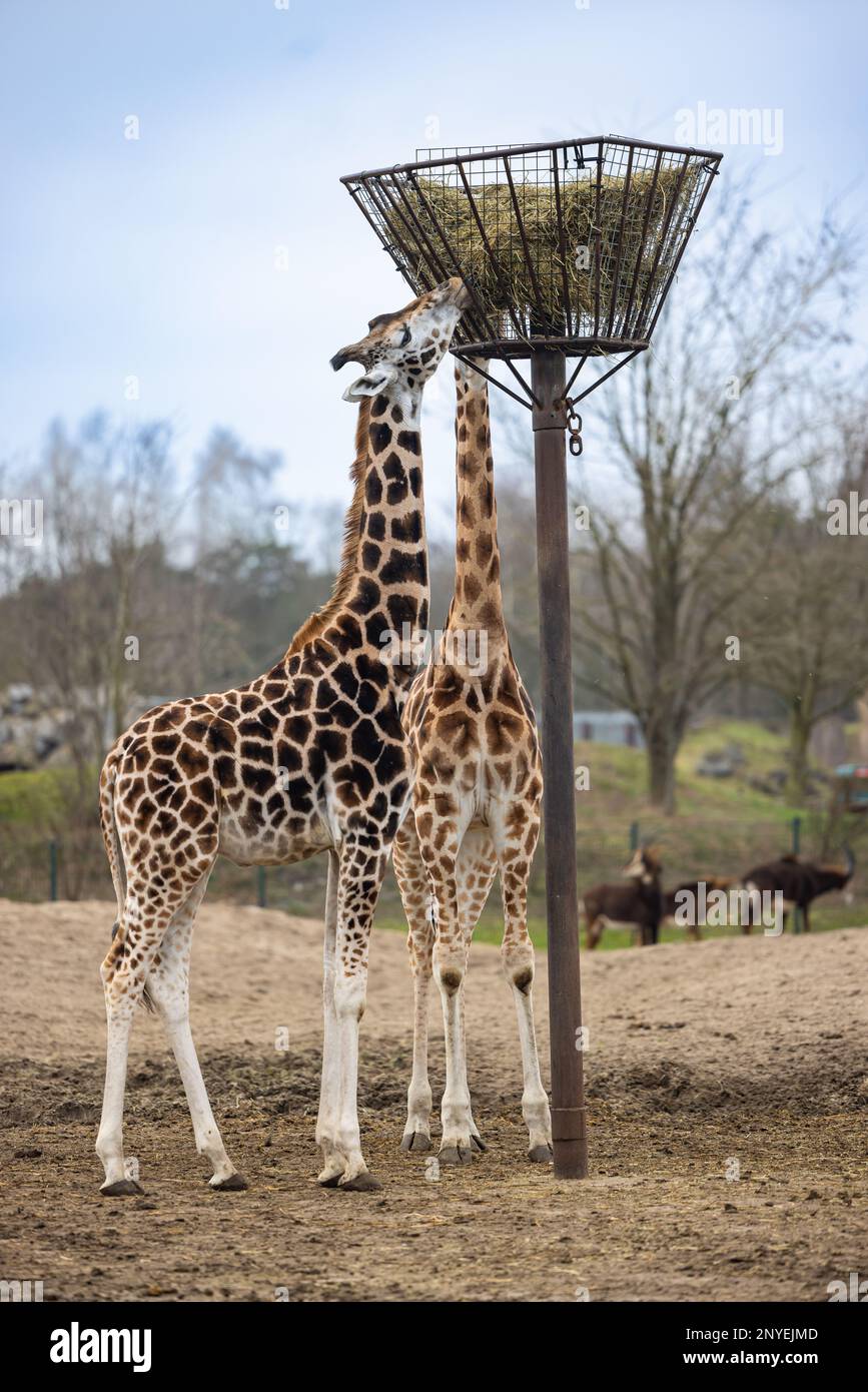 The two giraffes standing next to each other eating from a metal feeder ...