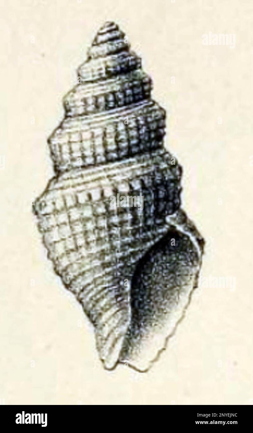 Taranidaphne nereidum (Melvill & Standen, 1903); family Raphitomidae ...