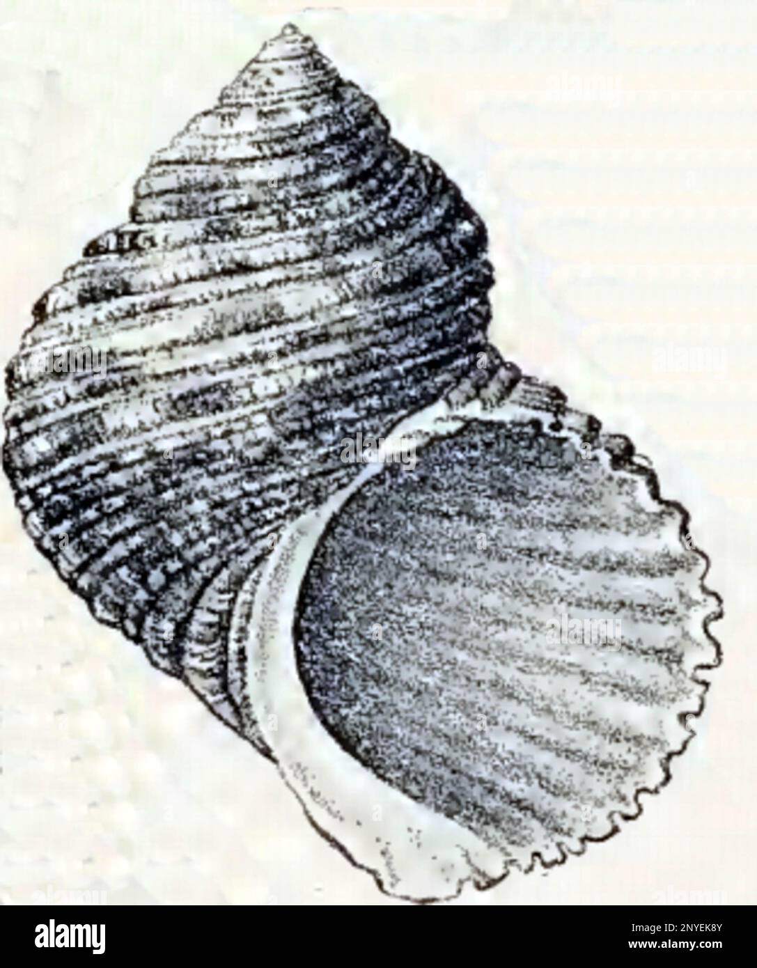 Turbo setosus hi-res stock photography and images - Alamy