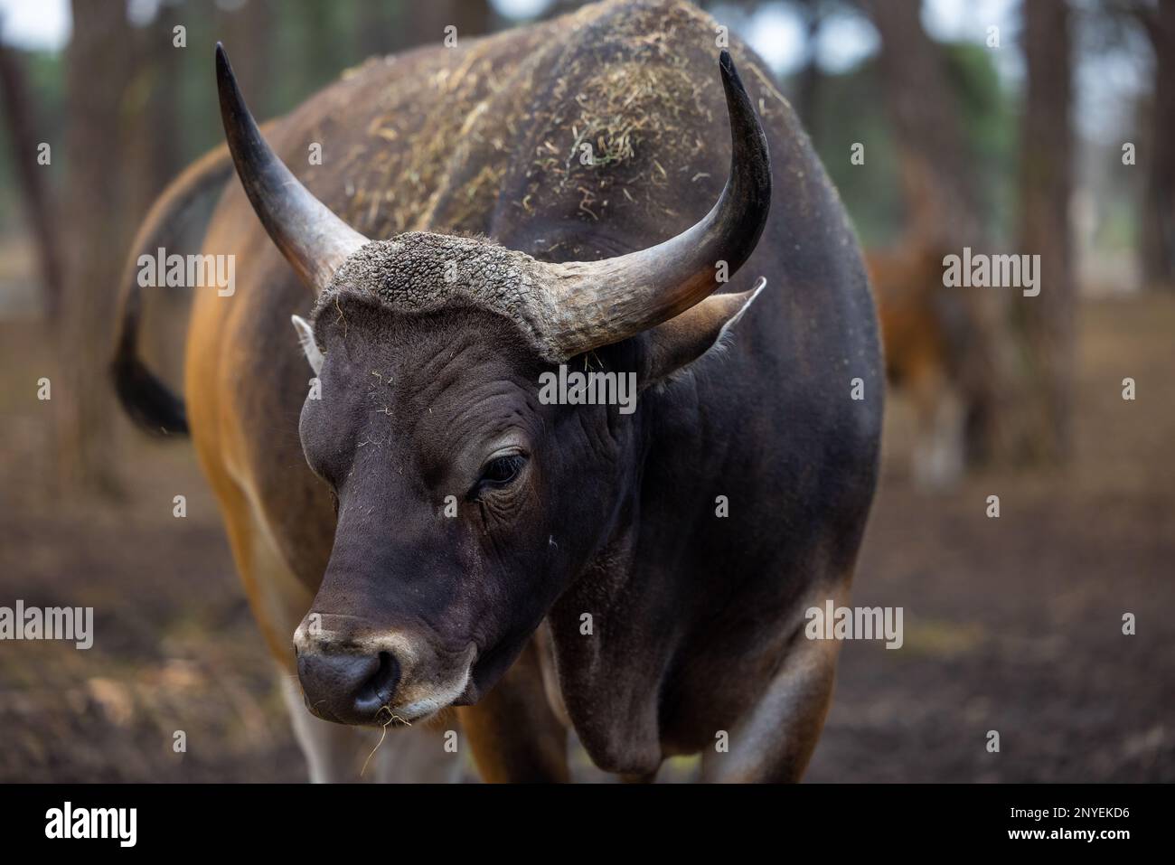 An African buffalo with horns standing in an open field area of wood ...