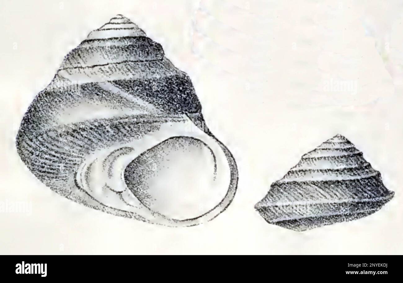 Tegula luctuosa (d'Orbigny, 1841); family Tegulidae Stock Photo - Alamy