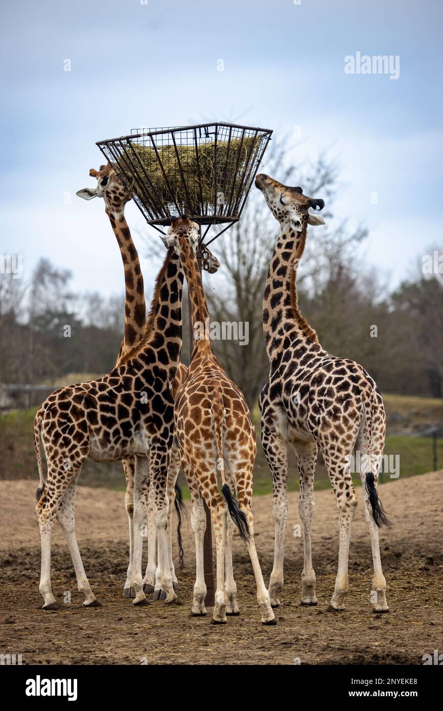 Long reaching feeder hi-res stock photography and images - Alamy