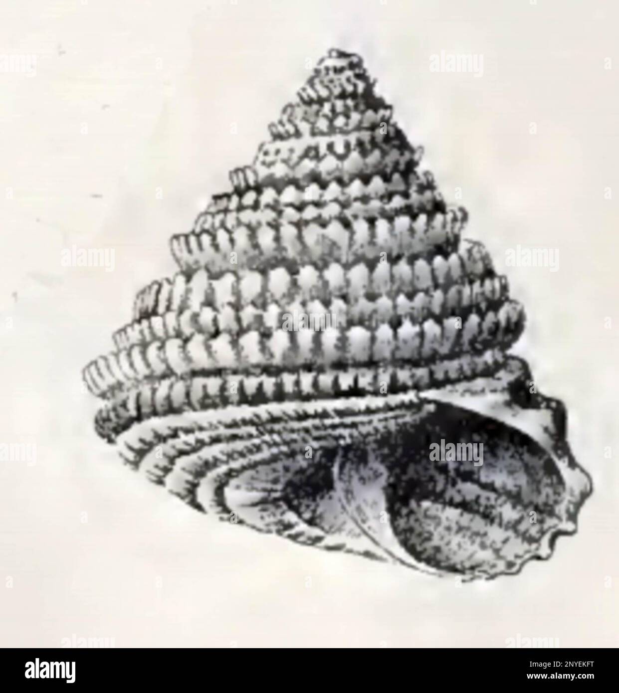 Dentistyla dentifera (Dall, 1889); family Chilodontidae Stock Photo - Alamy