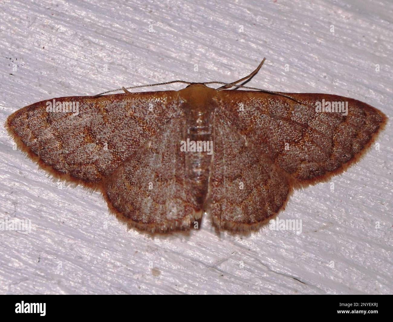 Geometer moth (Family Geometridae) Sterrhinae - Tricentrogyna species ...