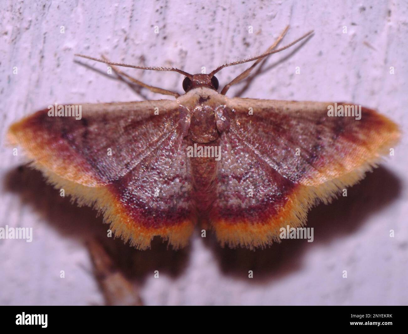 Geometer moth (Family Geometridae) Sterrhinae - Tricentrogyna vinacea ...