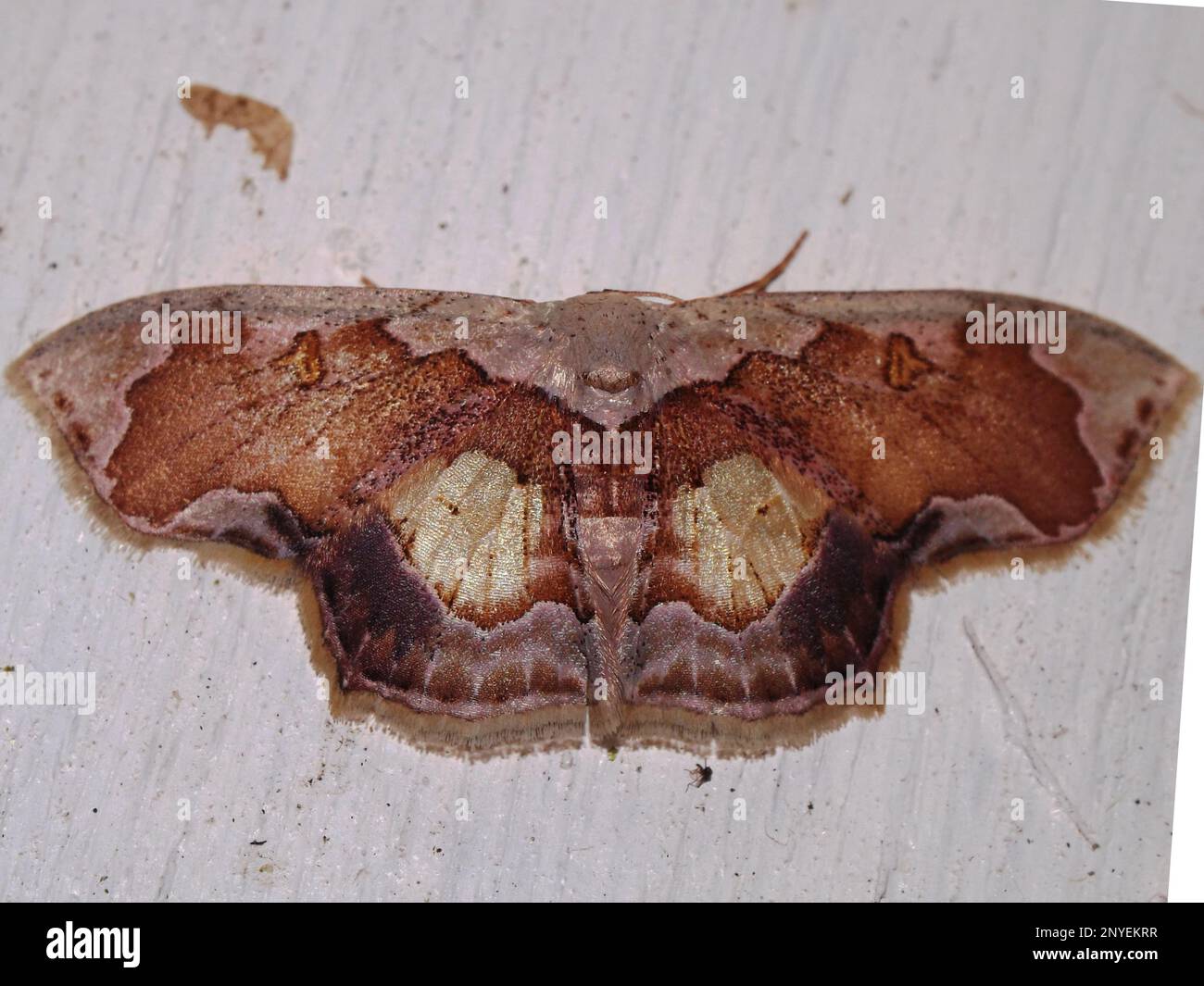 Geometer moth (Family Geometridae) Sterrhinae species isolated on a ...