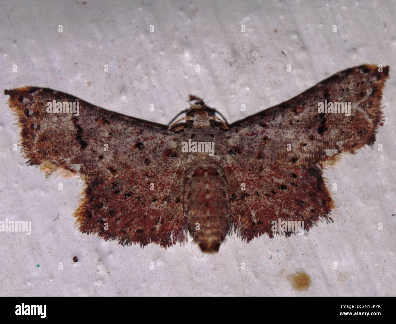 Geometridae (geometer moth) indeterminate species isolated on a white ...