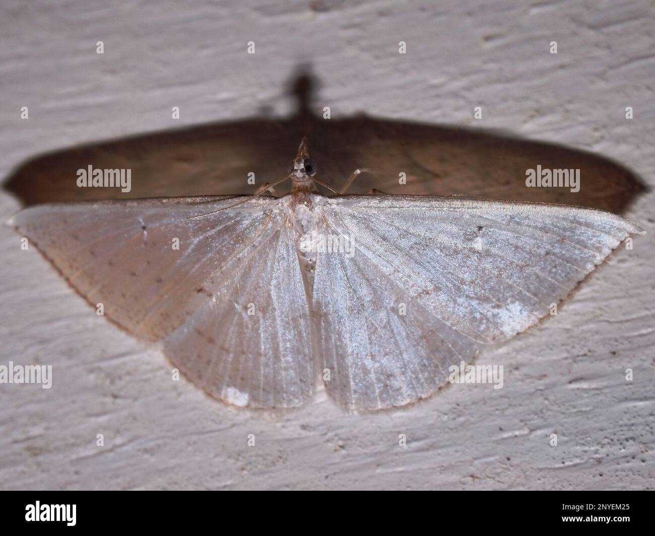 Geometridae (geometer moth) indeterminate species isolated on a white ...