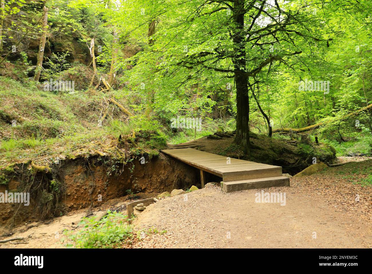 Shady canyon hi-res stock photography and images - Alamy