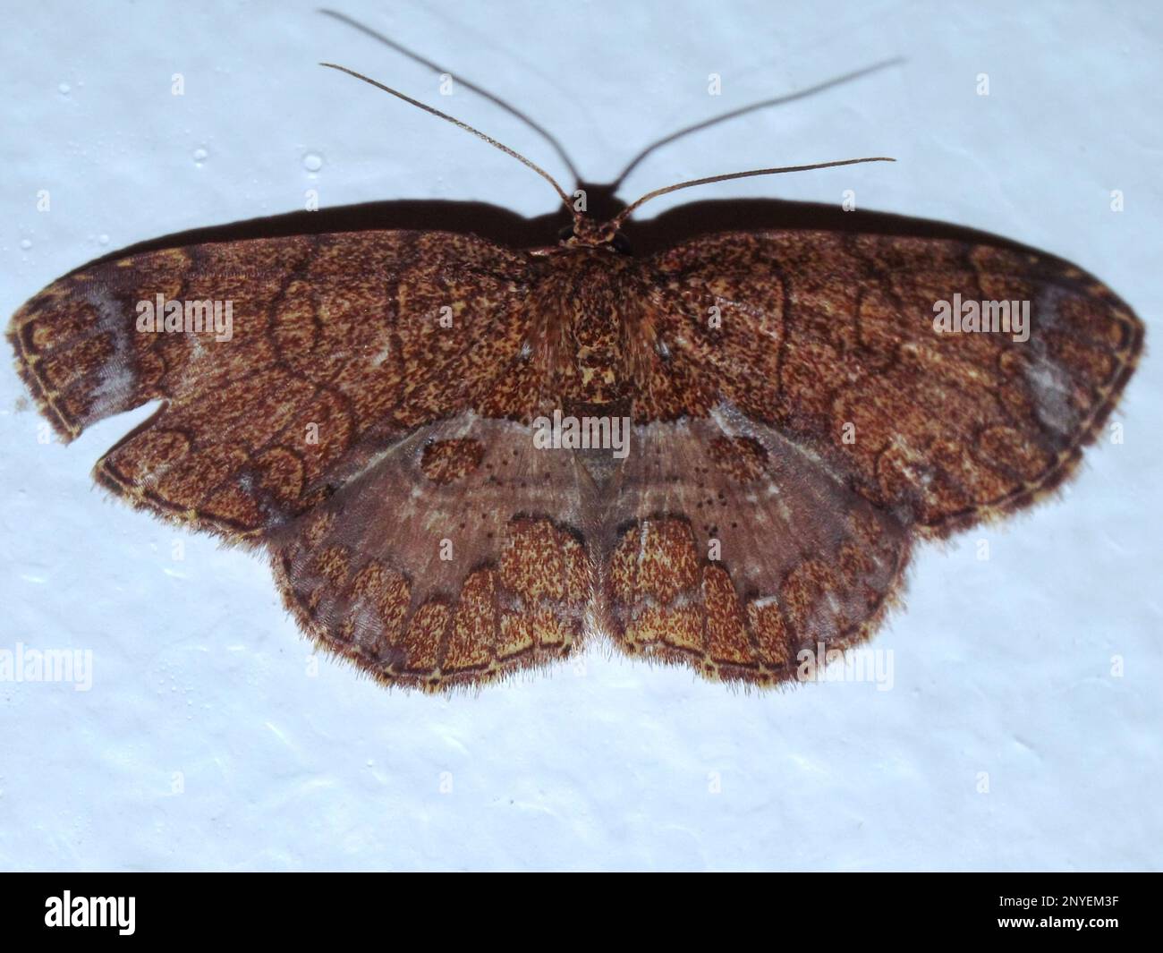 Geometridae (geometer moth) indeterminate species isolated on a white ...