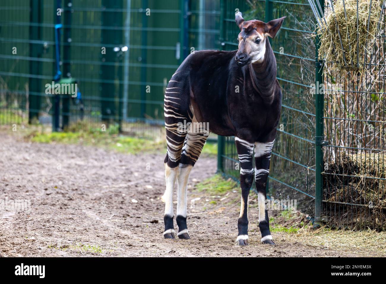 An okapi standing in the dry terrain next to a metal cage Stock Photo ...