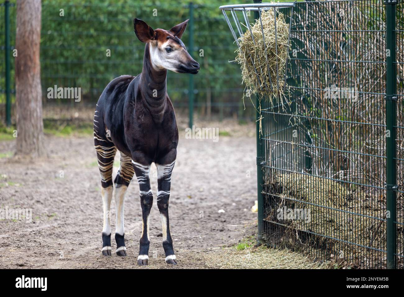 Okapi standing hi-res stock photography and images - Alamy