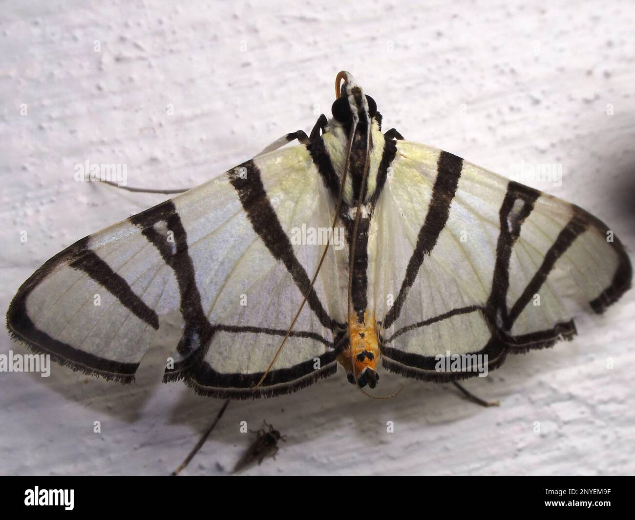 Grass moth (family Crambidaae) indeterminate species isolated on a ...
