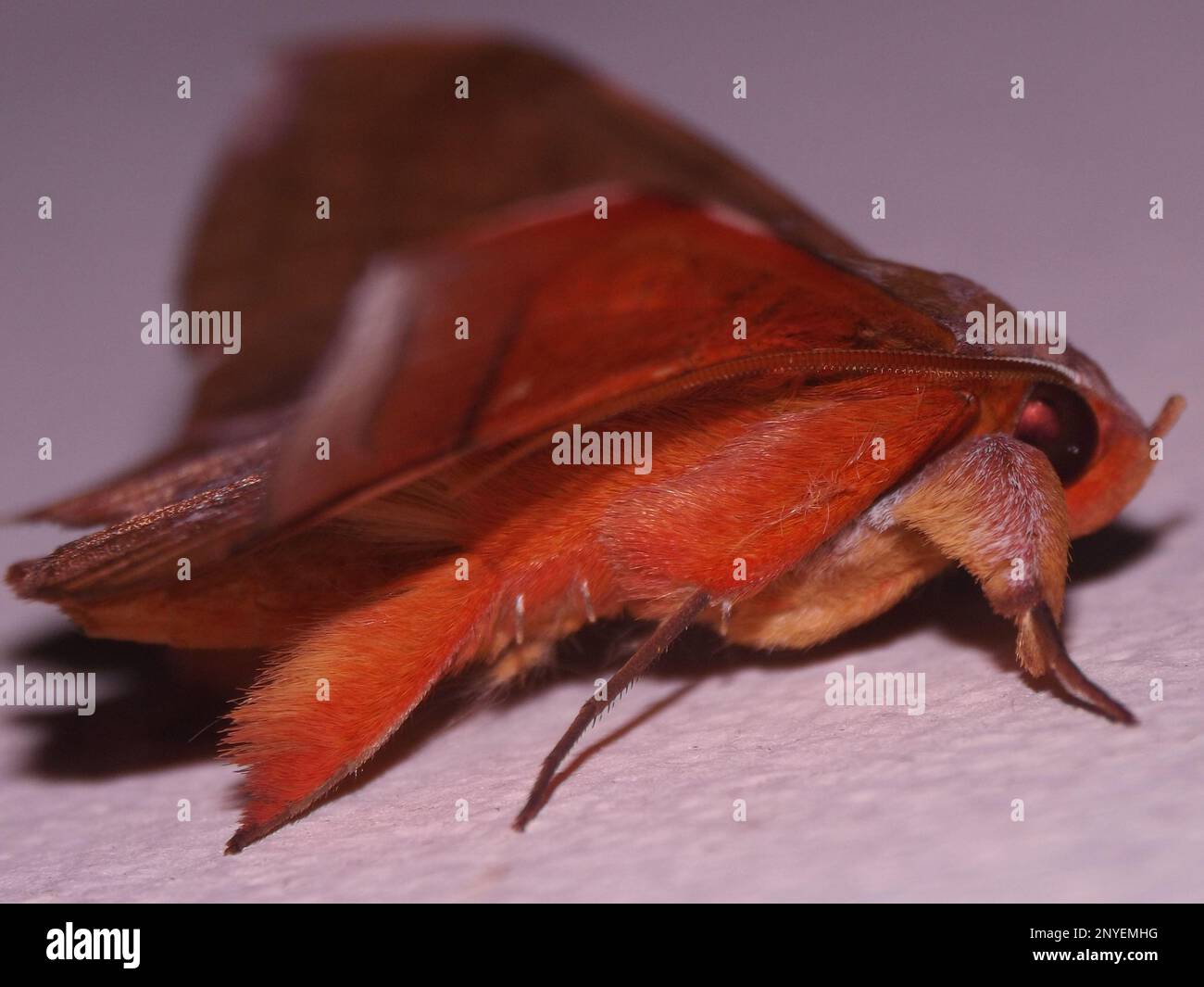 Hook-tip moth (family Drepanidae) indeterminate species isolated on a ...