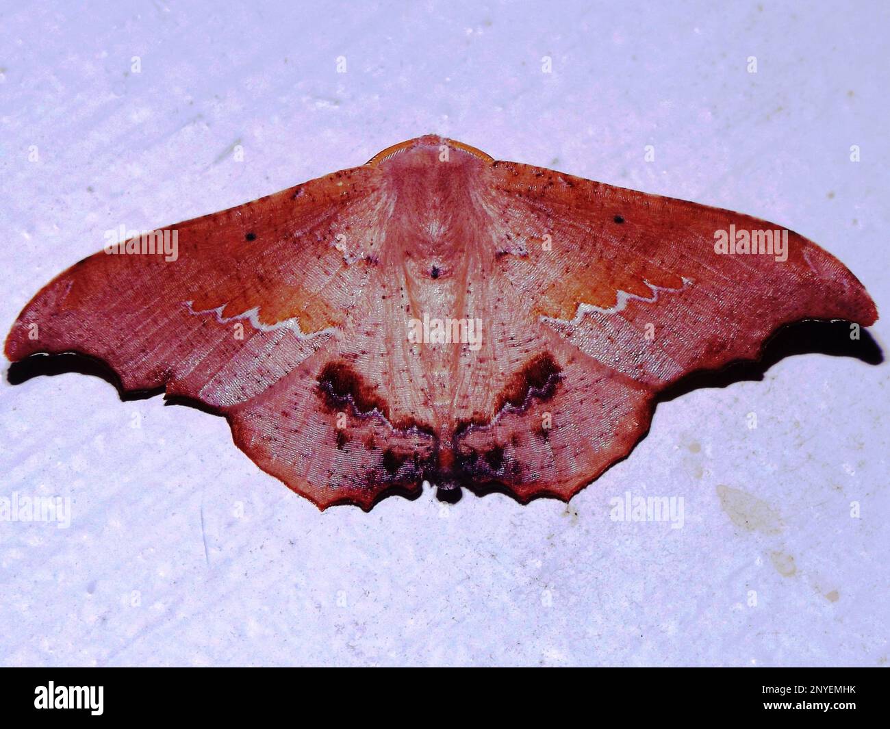 Hook-tip moth (family Drepanidae) indeterminate species isolated on a ...