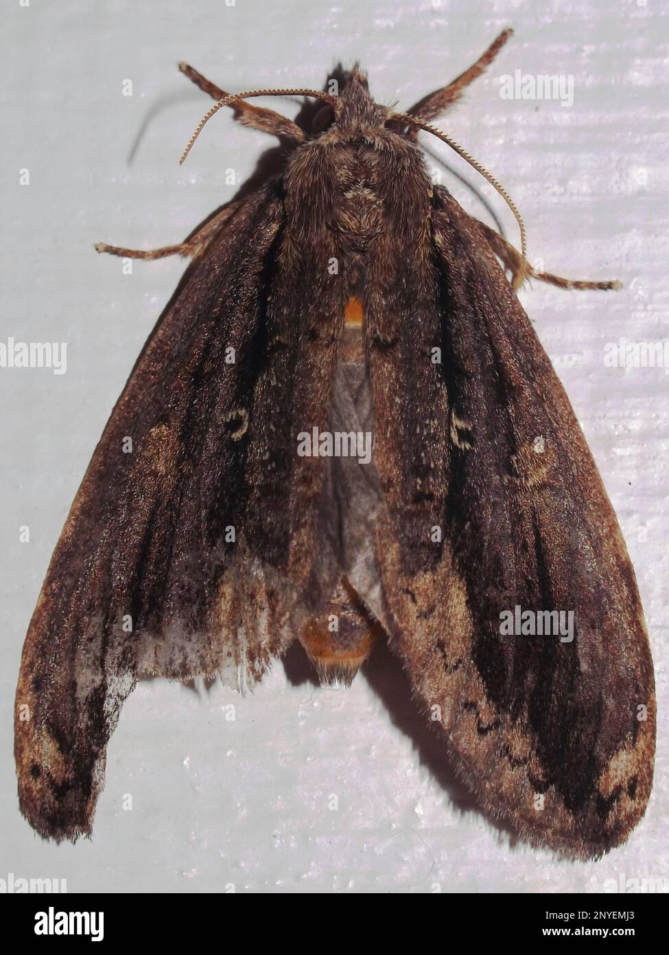 Leafroller or tortrix moth (family Tortricidae) indeterminate species ...