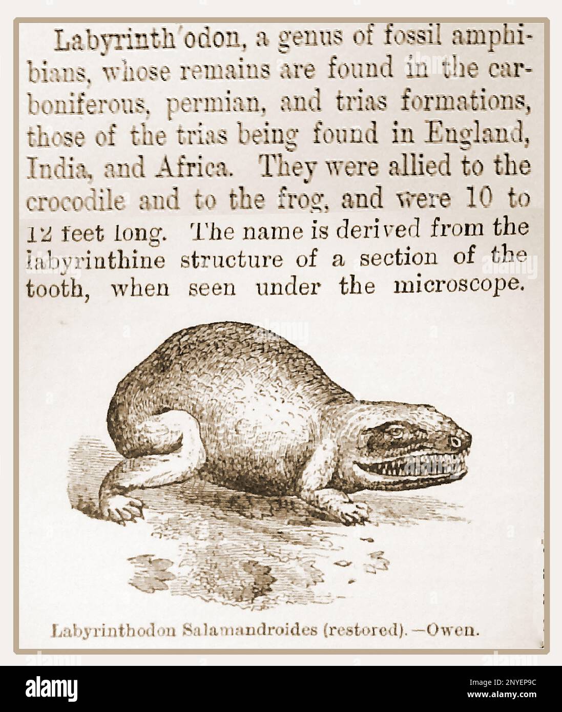 A 19th century illustration and description of a Labyrinthodon.. Also ...