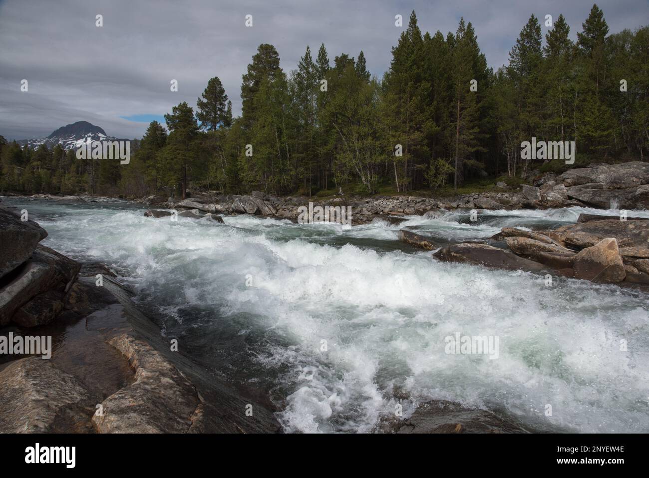Saltelva rapid in Saltdal community in Nordland Province in Norway ...