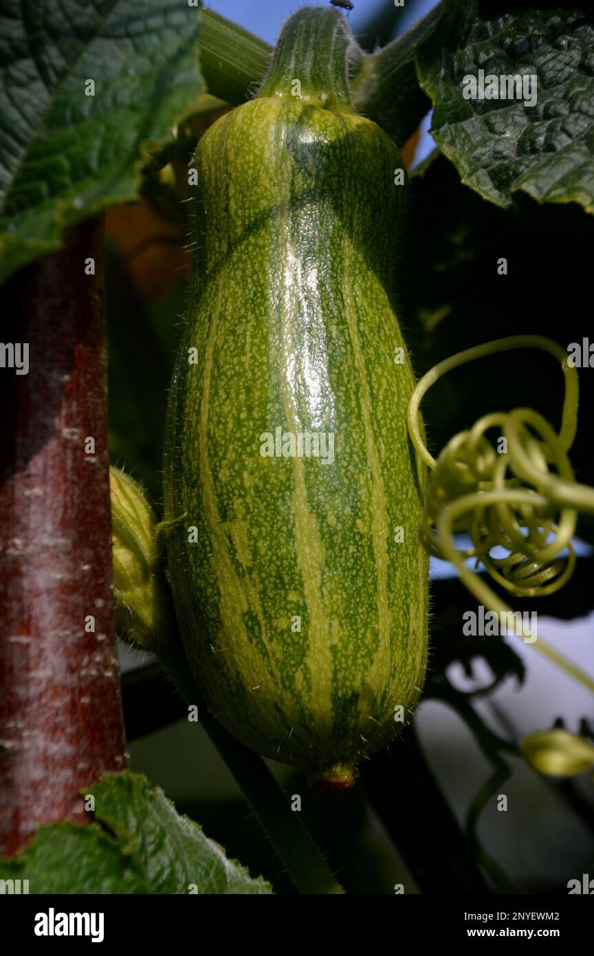 Green & Yellow Striped Marrow/Squash/Courgette (Cucurbit) growing on ...