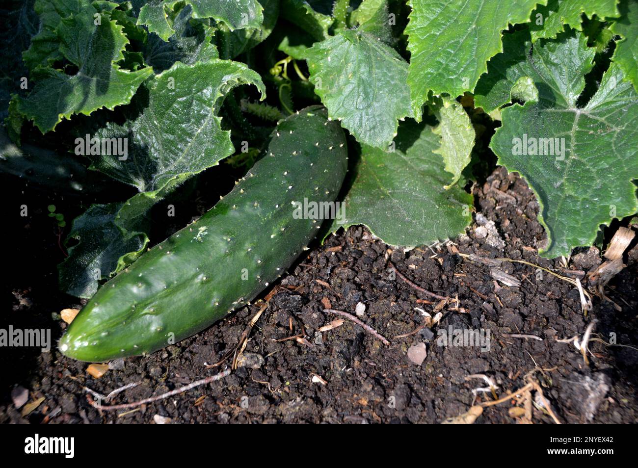 Single Non-climbing Cucumber (Cucumis Sativus) 'Bush Champion' growing ...