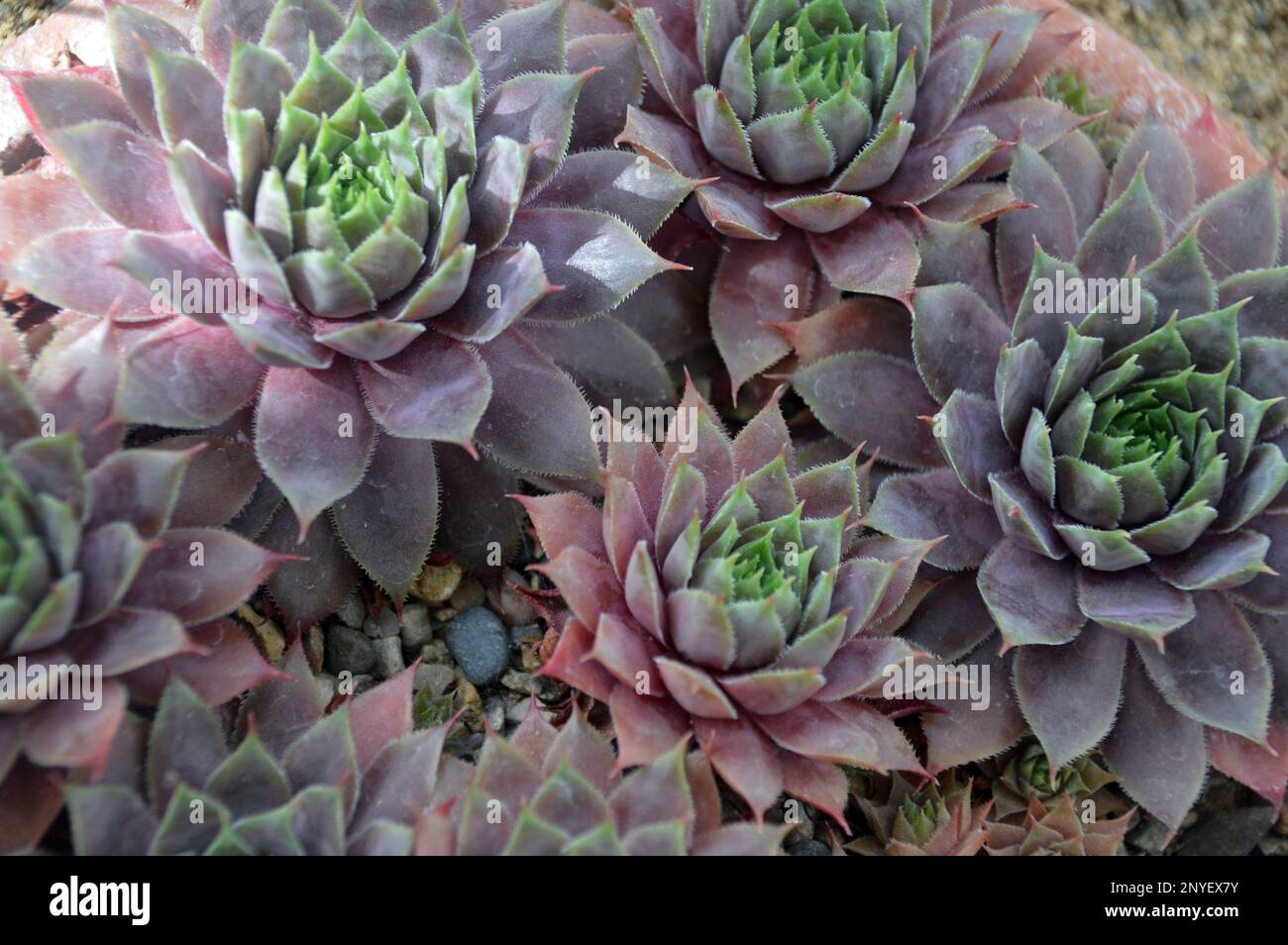 Sempervivum 'Twilight Blue' (Houseleek) grown in the Alpine House at ...