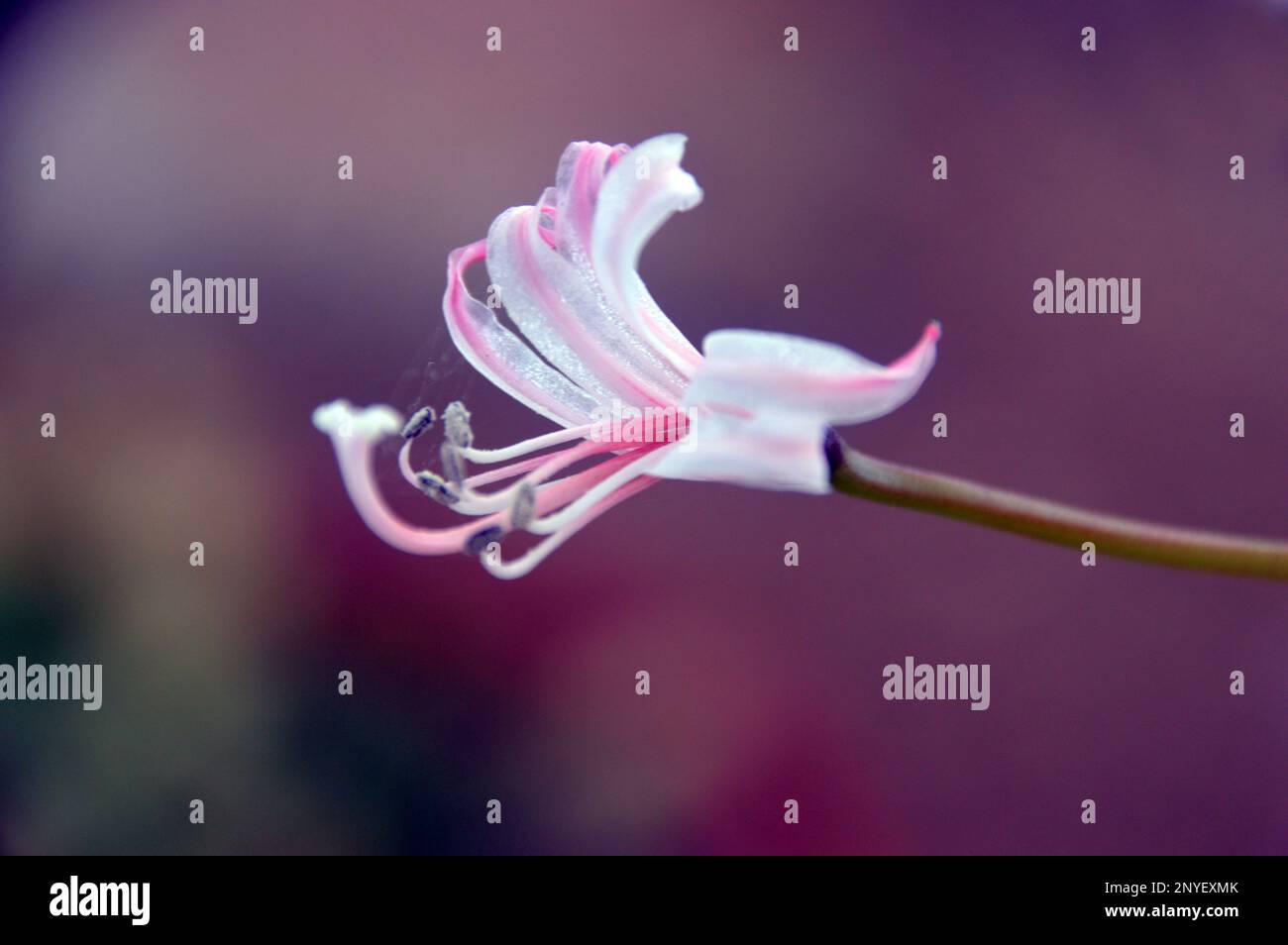 Dwarf nerine hi-res stock photography and images - Alamy
