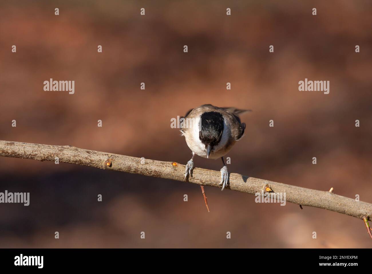very tiny delicate bird on a single branch, Marsh Tit, Poecile ...