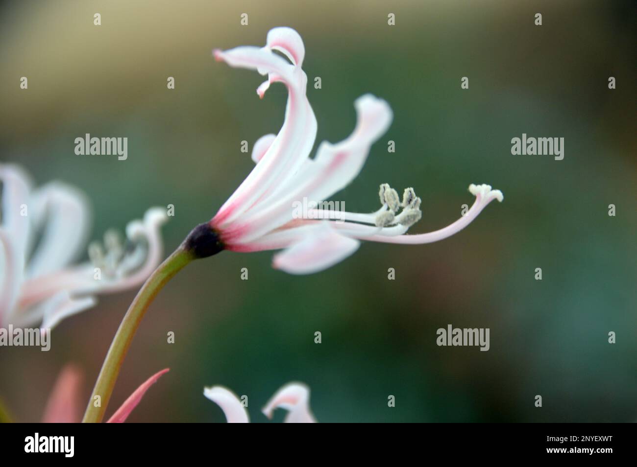 Dwarf nerine hi-res stock photography and images - Alamy