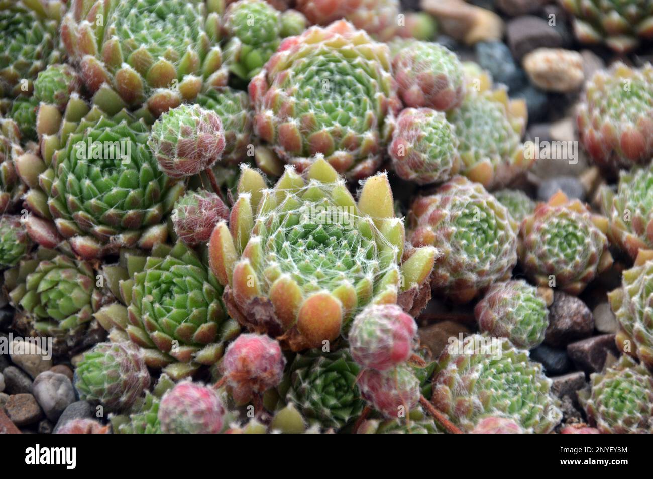 Sempervivum 'Pekinese' (Houseleek) grown in the Alpine House at RHS ...