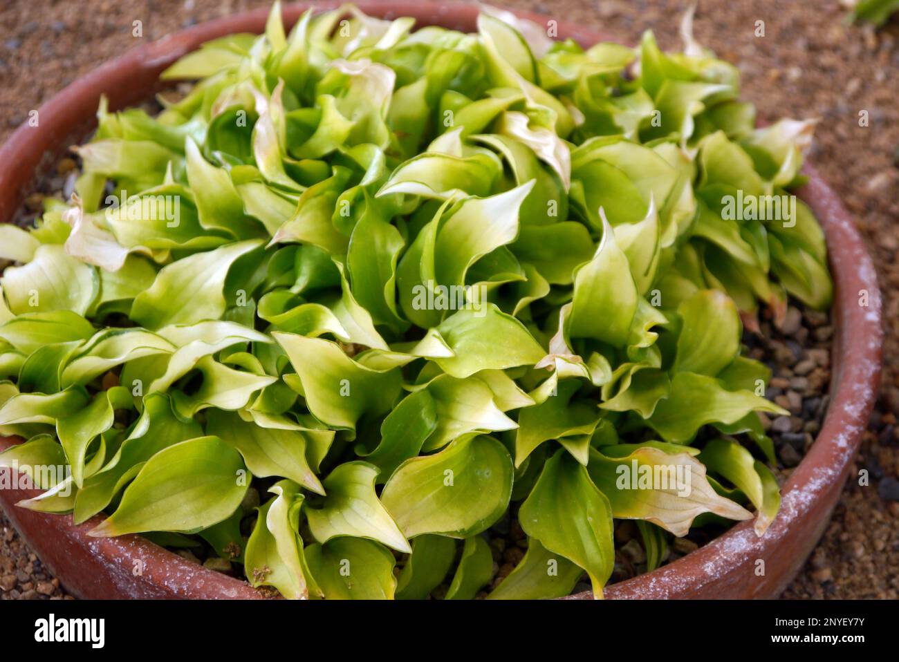 Chartreuse-yellow Leaves of the Miniature Hosta 'Cracker Crumbs' grown ...