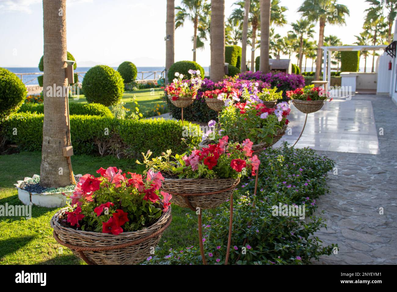 SHARM EL SHEIKH, EGYPT - JANUARY 31, 2023 Labranda Sharm Club topiary ...