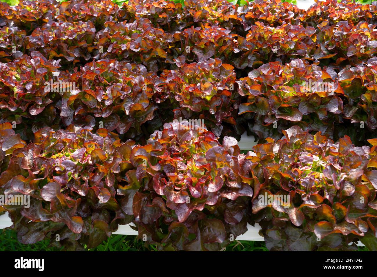 Fresh red oak leaf lettuce vegetable prepared for making salad ...