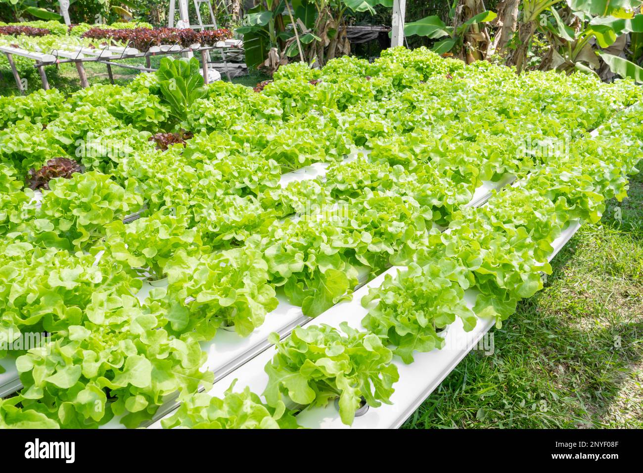 Hydroponics green hi-res stock photography and images - Alamy
