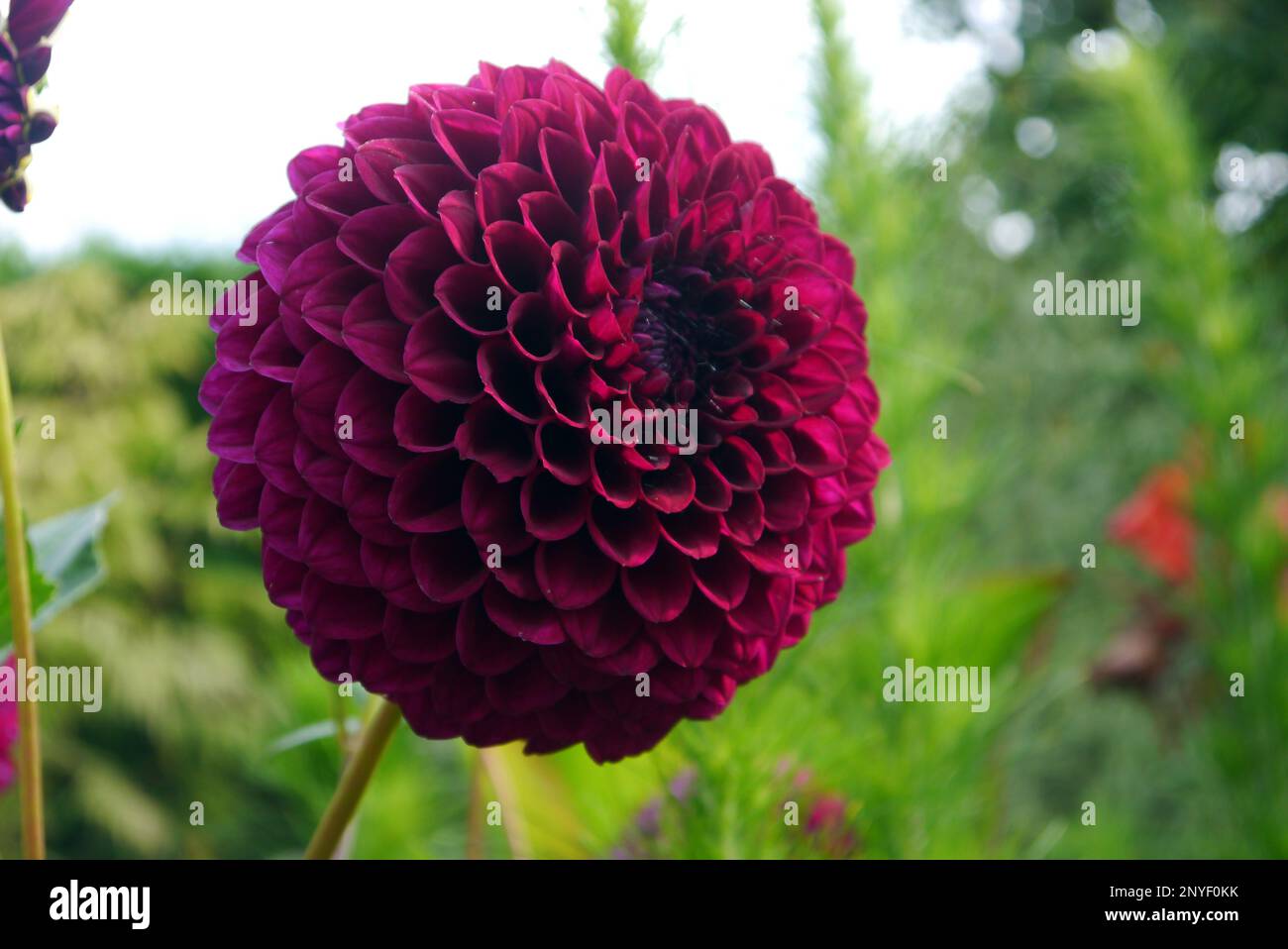 Single Deep Scarlet/Red Pom Pom Dahlia 'Barbarry Drum' Flower grown at ...
