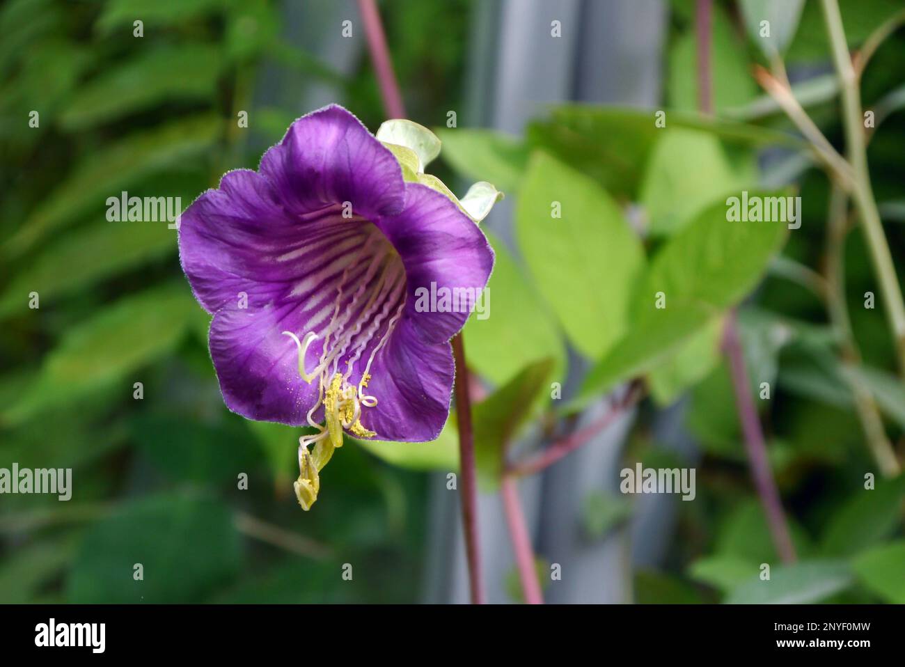 Single Purple Cobaea Scandens (Cathedral Bells) Flower grown at RHS ...