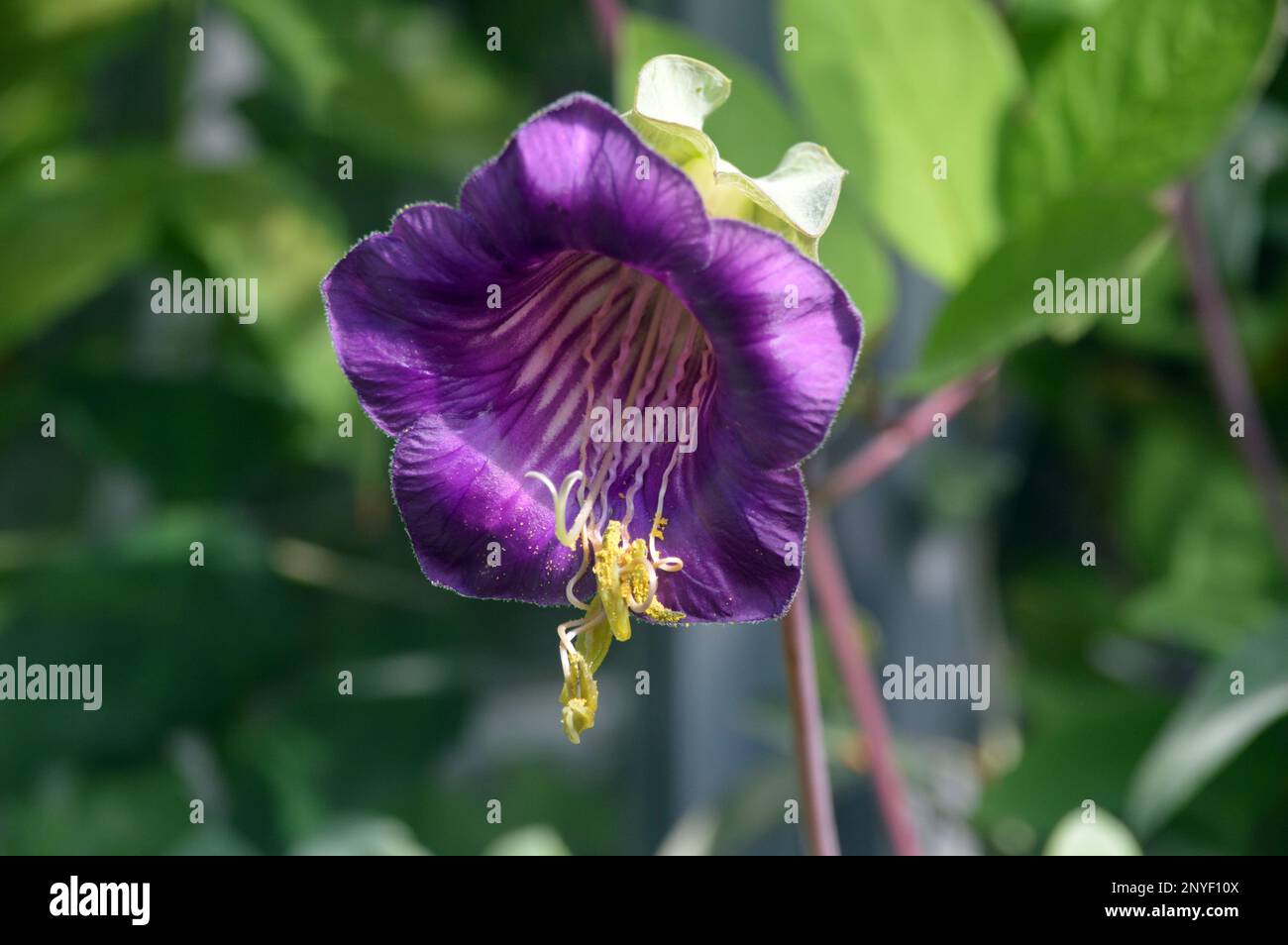 Single Purple Cobaea Scandens (Cathedral Bells) Flower grown at RHS ...
