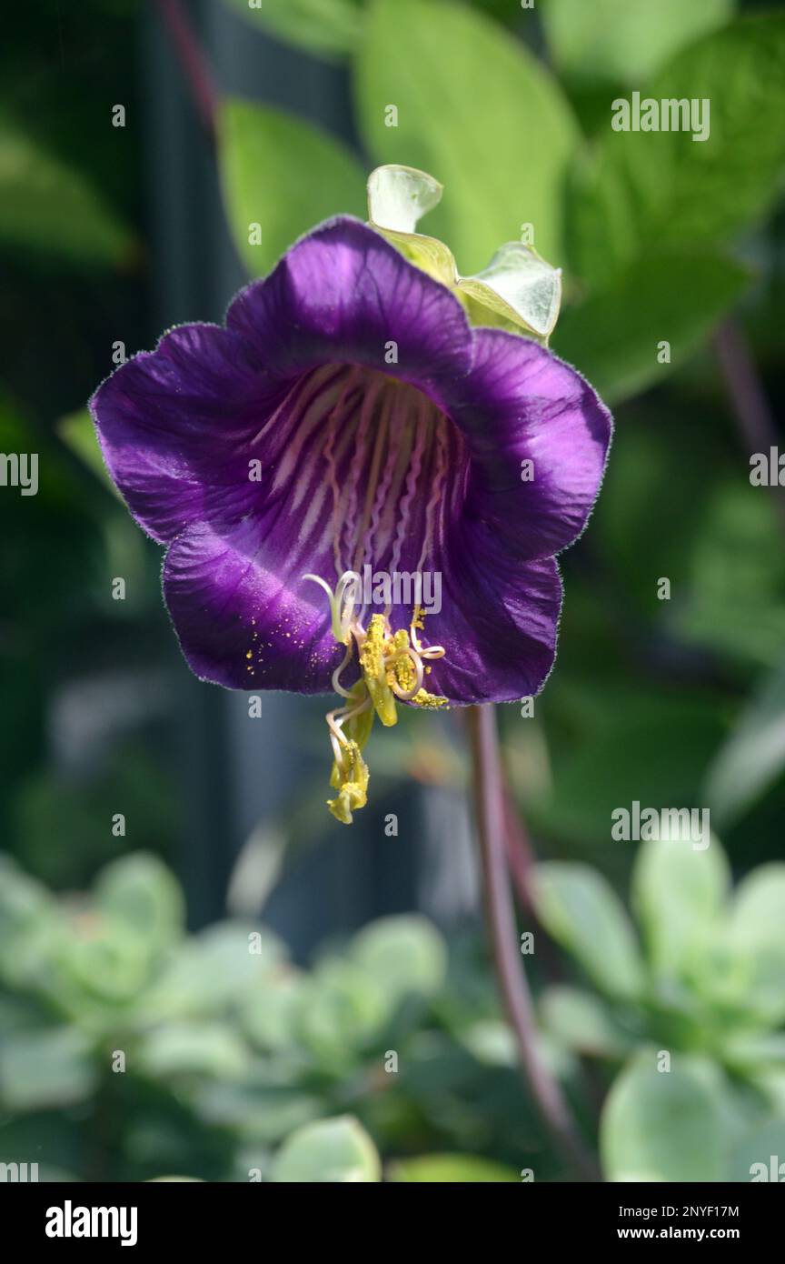 Single Purple Cobaea Scandens (Cathedral Bells) Flower grown at RHS ...