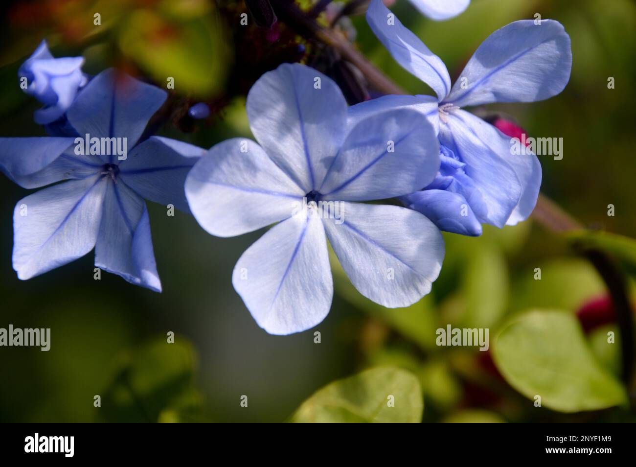 Sky Blue Plumbago Auriculata (Cape Leadwort) Flowers grown at RHS ...