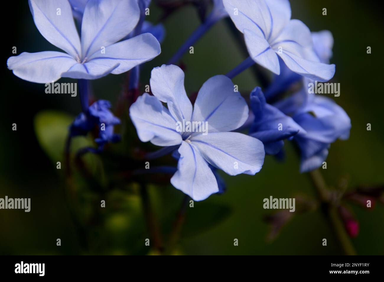 Sky Blue Plumbago Auriculata (Cape Leadwort) Flowers grown at RHS ...