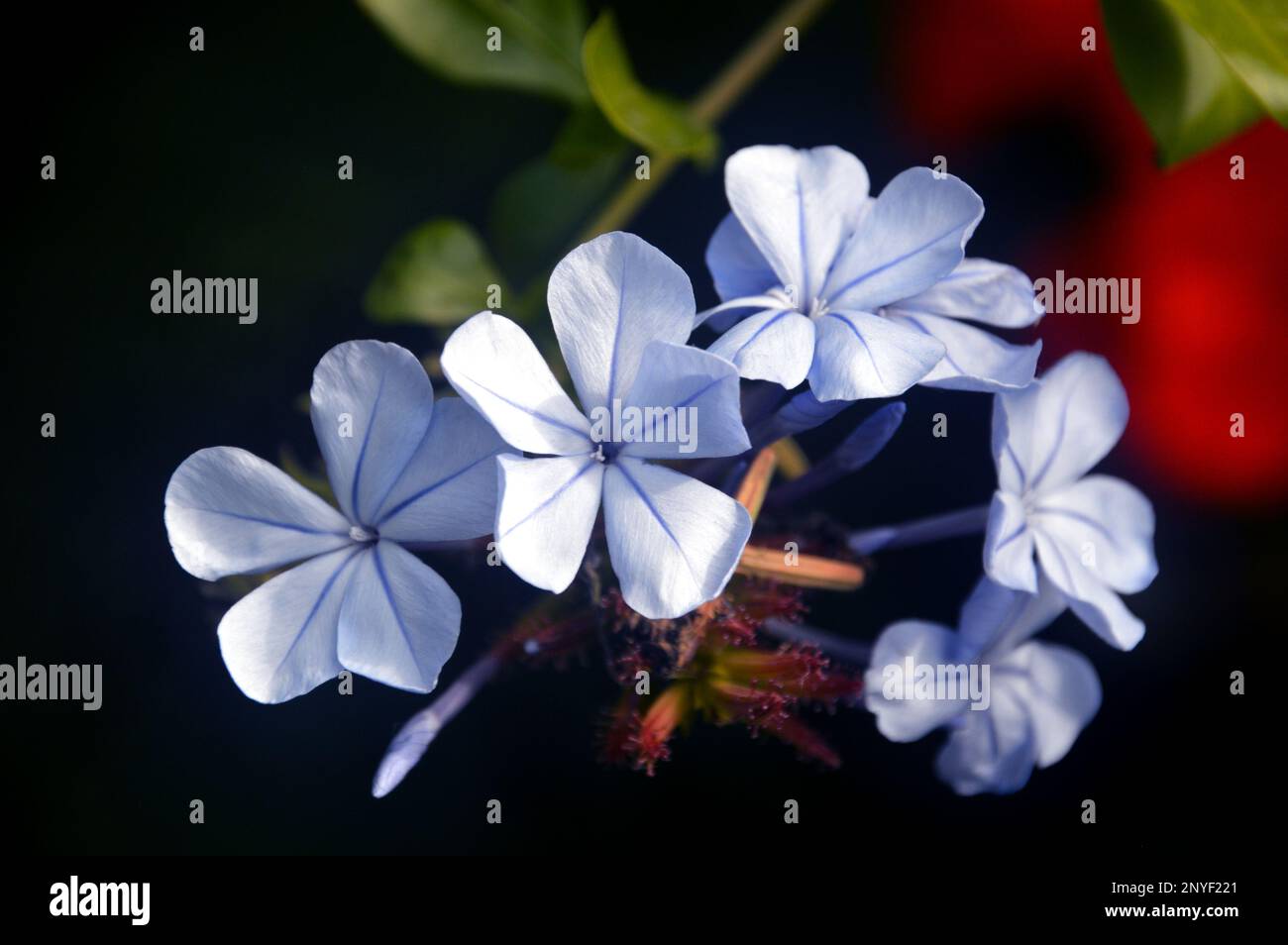 Sky Blue Plumbago Auriculata (Cape Leadwort) Flowers grown at RHS ...
