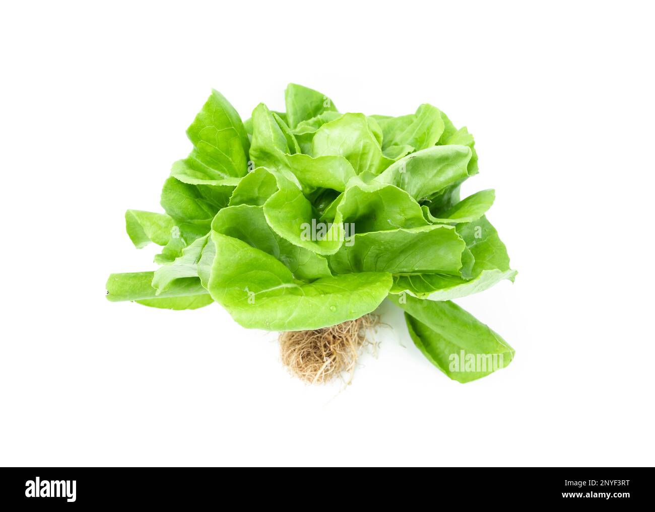 Butterhead lettuce with roots isolated on white background Stock Photo ...
