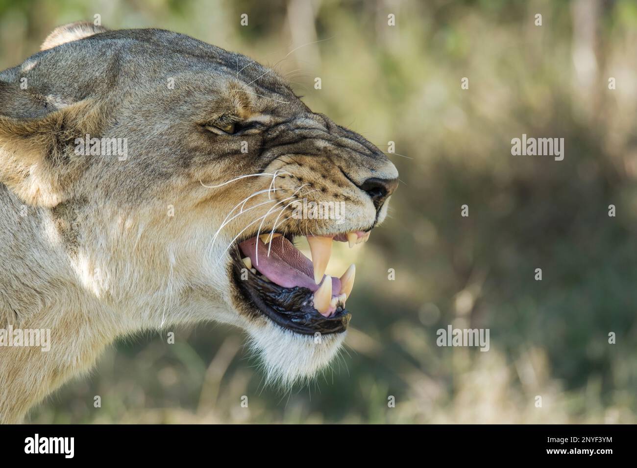 Lioness roaring, Panthera leo, portrait of face, head, ears, side view ...