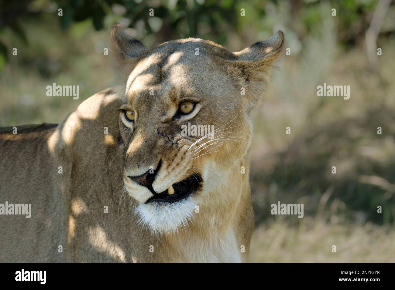 Portrait Lioness, Panthera leo, portrait of face, head, ears, side view ...