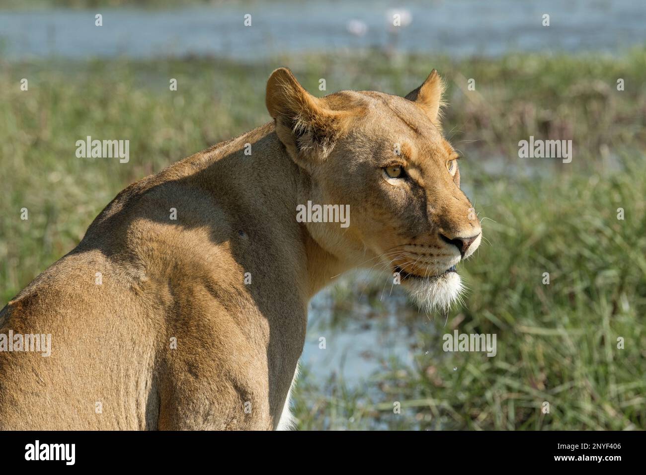 Lioness, Panthera leo, portrait of face, head, ears, side view. Blurry ...
