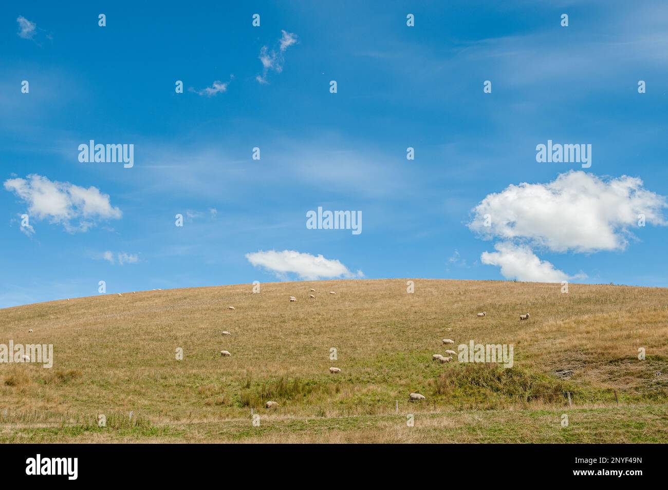 Sheep farming in Northern Otago, New Zealand. The number of sheep have ...