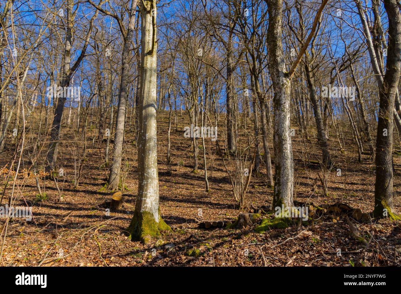 Autumn sunlight casting shadows in the forest Stock Photo - Alamy