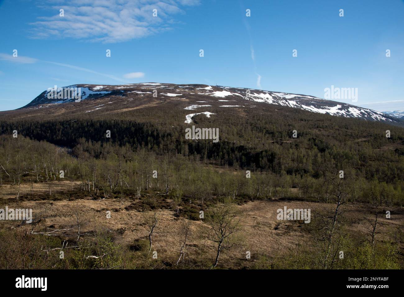 Moor birke spring hi-res stock photography and images - Alamy