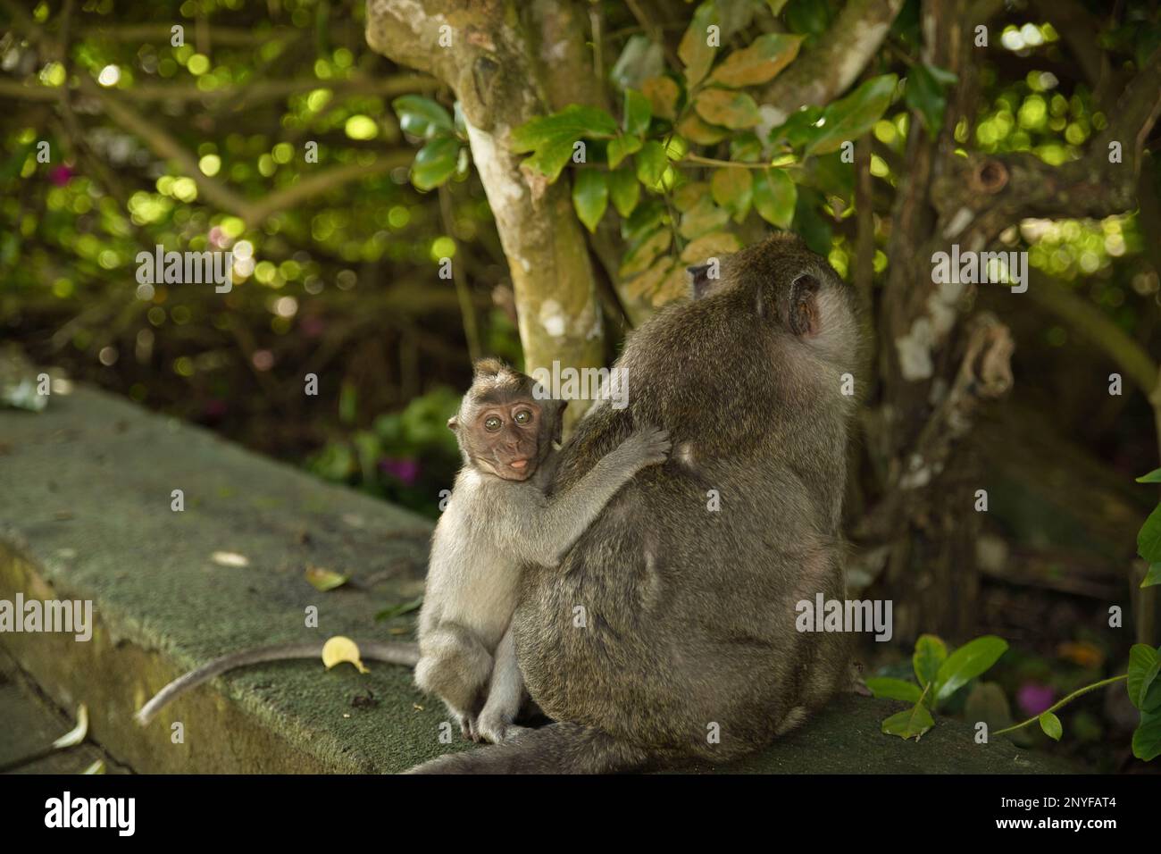 Full body close up of a baby cynomolgus monkey clawing at the back of ...