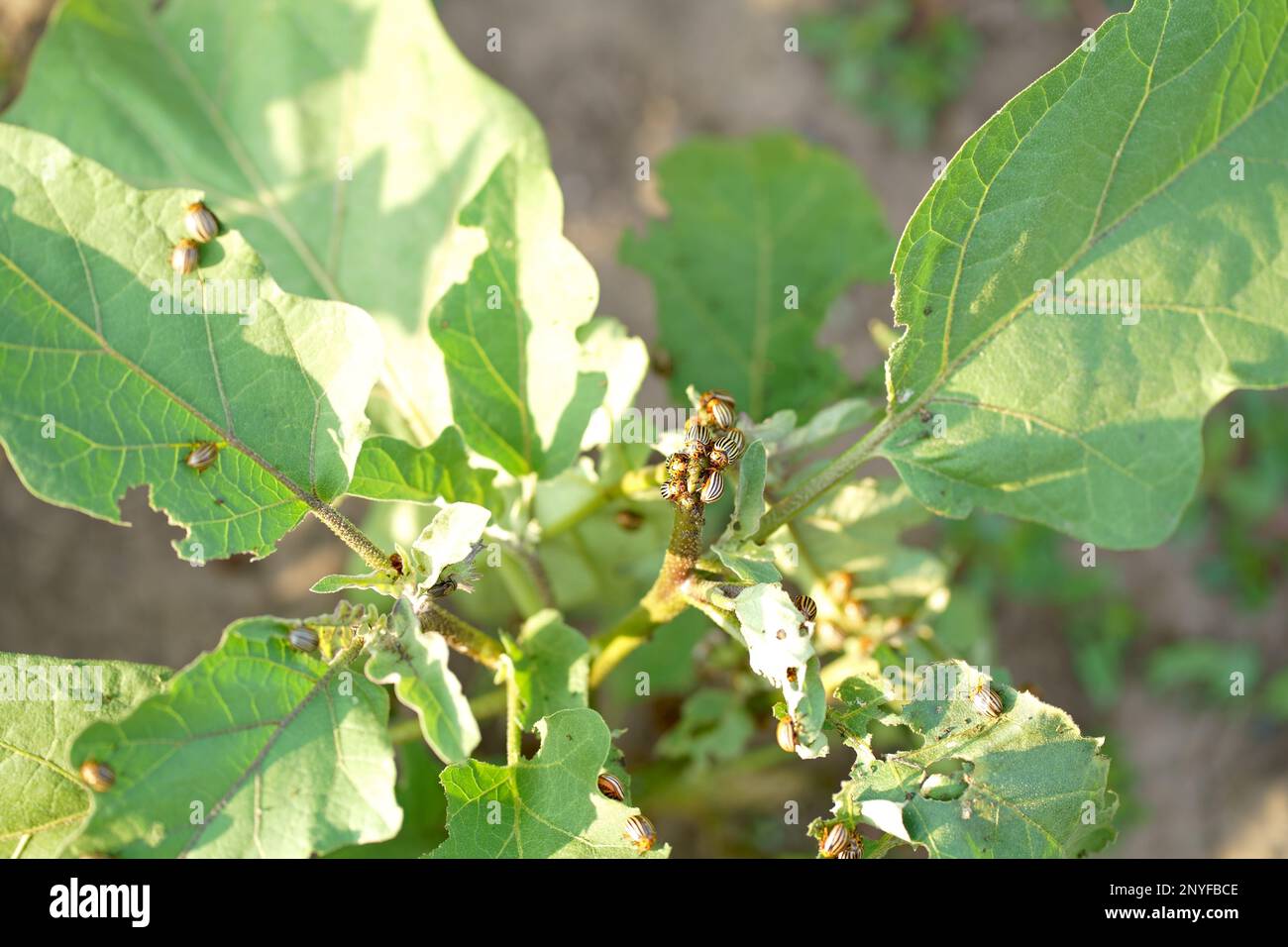 Potato or Colorado beetle on eggplant. This insect can damage the ...