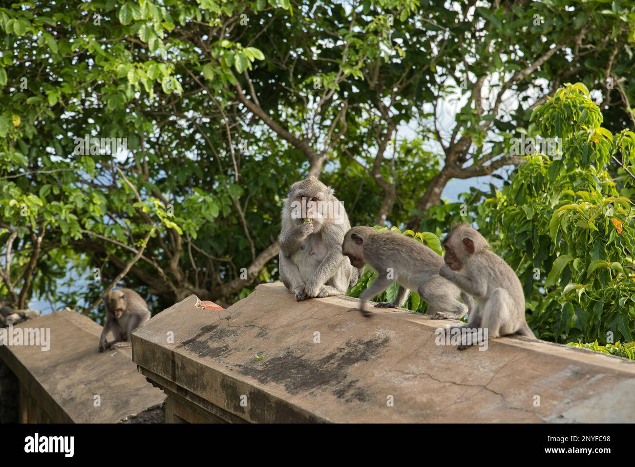 Full body shot of a cynomolgus monkey group sitting on a stone wall, a tree and a bright sky ...